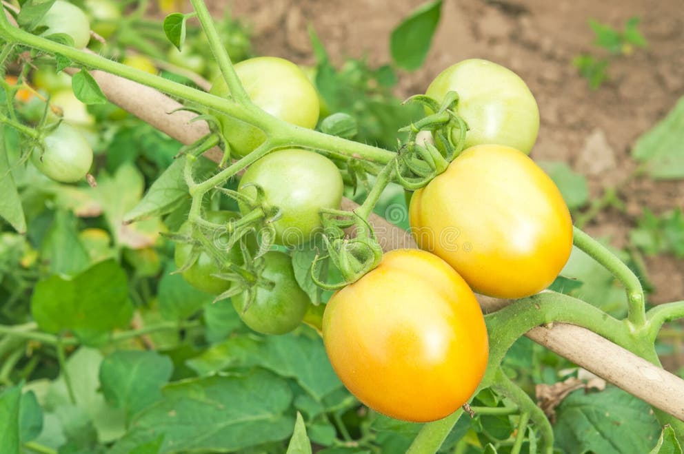 Fresh yellow tomatoes stock image. Image of diet, harvest - 38726287