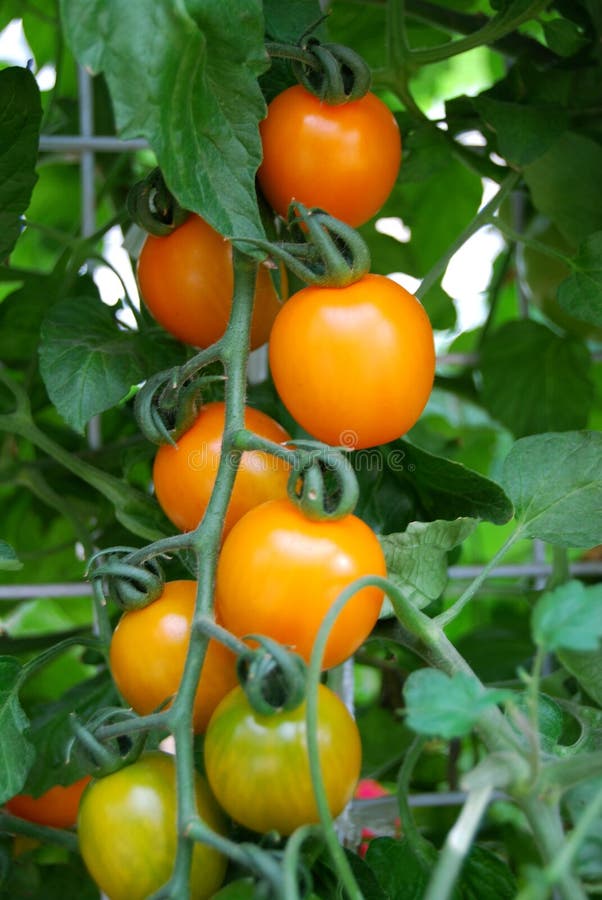Fresh Yellow Tomatoes on the Plant Stock Image - Image of crop ...