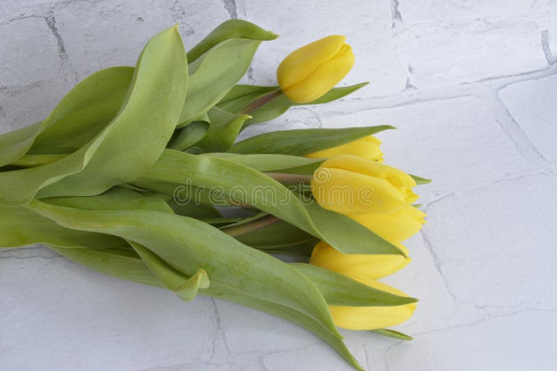 Fresh Yellow Tulips on Grey Background Stock Image - Image of easter ...