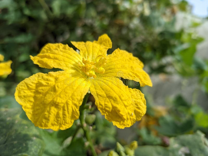 Fresh Yellow Vegetable Flower in Farm Stock Photo - Image of garden ...