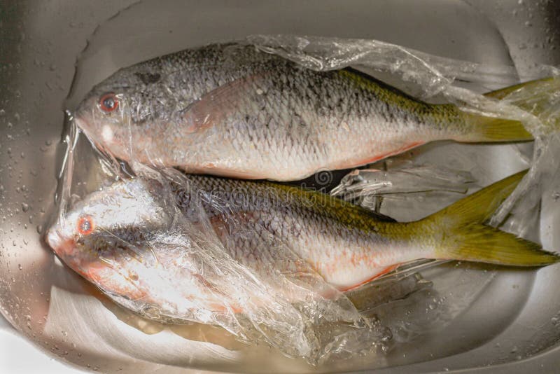 Fresh Yellowtail Snapper or Ocyurus Chrysurus in the Sink Stock Image ... Fresh Yellowtail Snapper or Ocyurus Chrysurus in the Sink Stock Image ...