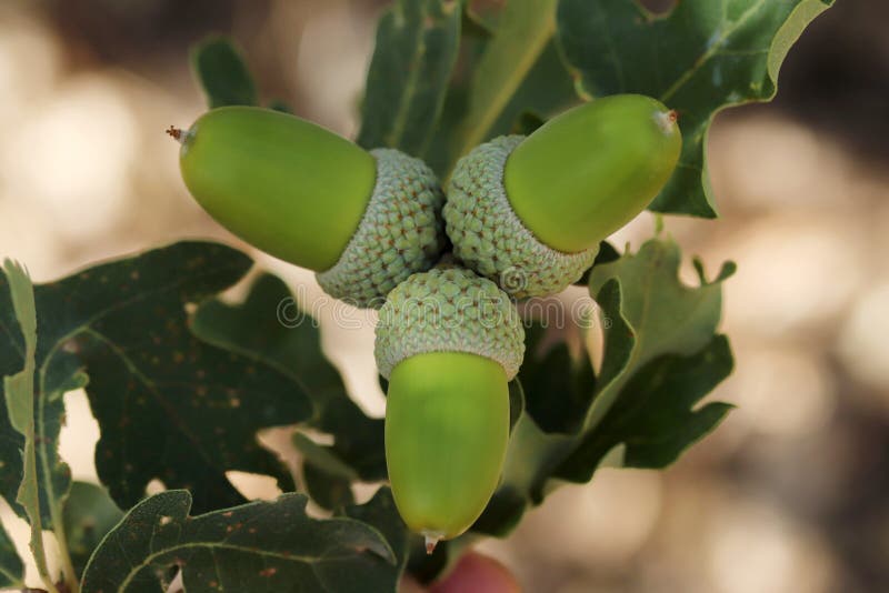 Fresh acorn on the tree stock photo. Image of food, backgrounds - 195786708