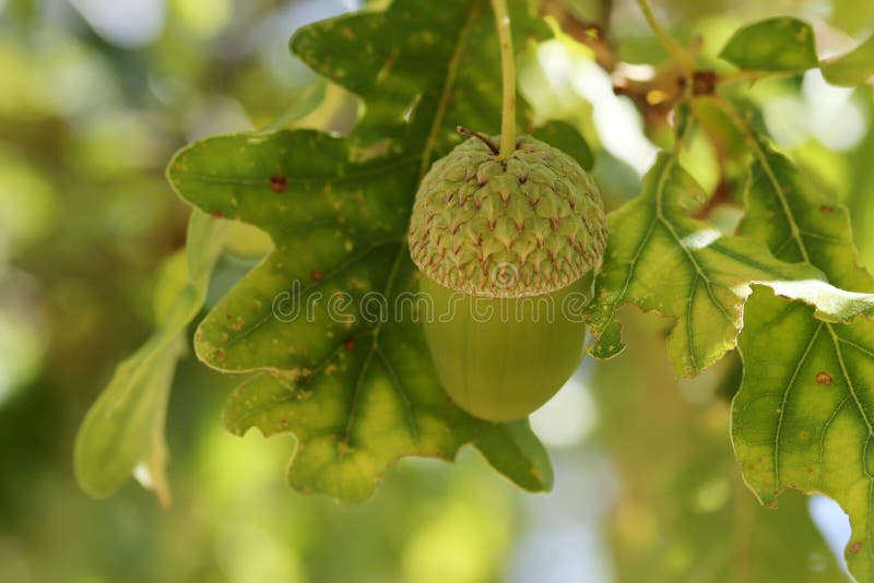 Fresh acorn on the tree stock image. Image of life, decoration - 195786911
