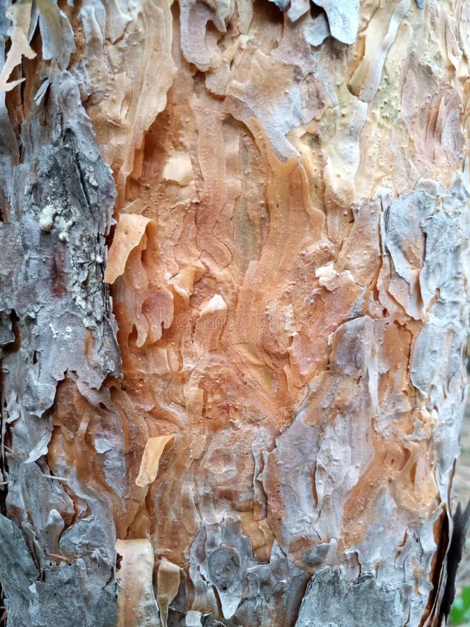 Fresh Young Bark of Pine Tree Stock Photo - Image of branch, tree ...
