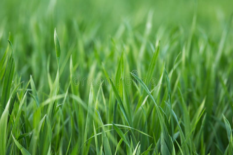 Fresh young barley stock image. Image of lawn, spring - 53715757