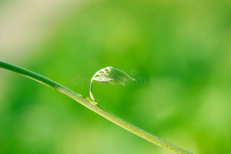 Fresh young branch stock image. Image of sprout, twig - 25669527