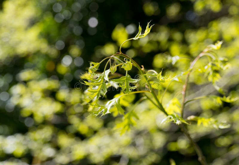 Spring growth stock image. Image of shine, growth, young - 232607099