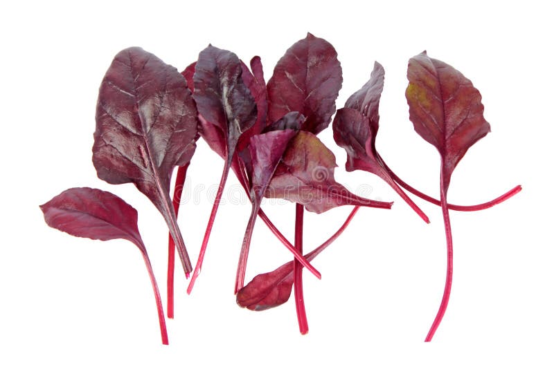 Red Chard Mangold Leaves Beta Vulgaris Stock Photos - Free & Royalty ...