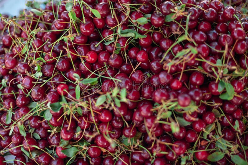 Fresh Young Cherries on the Counter of a Turkish Bazaar Stock Image ...