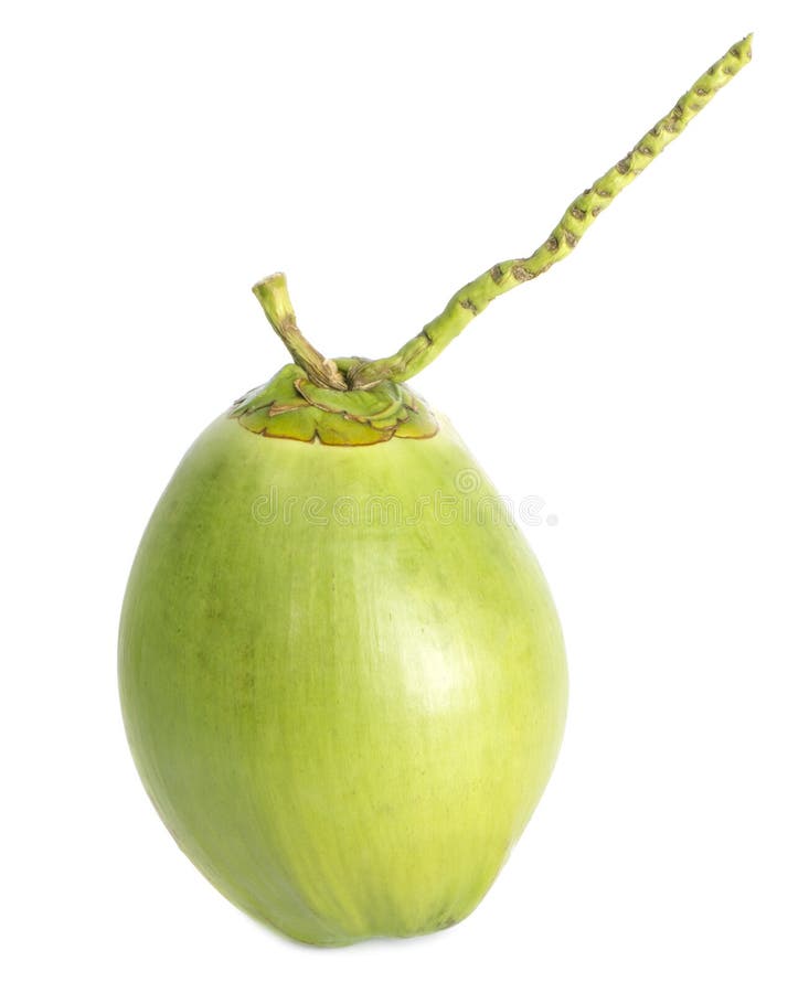 Fresh Young Coconuts an Isolated on a White Background Stock Photo ...