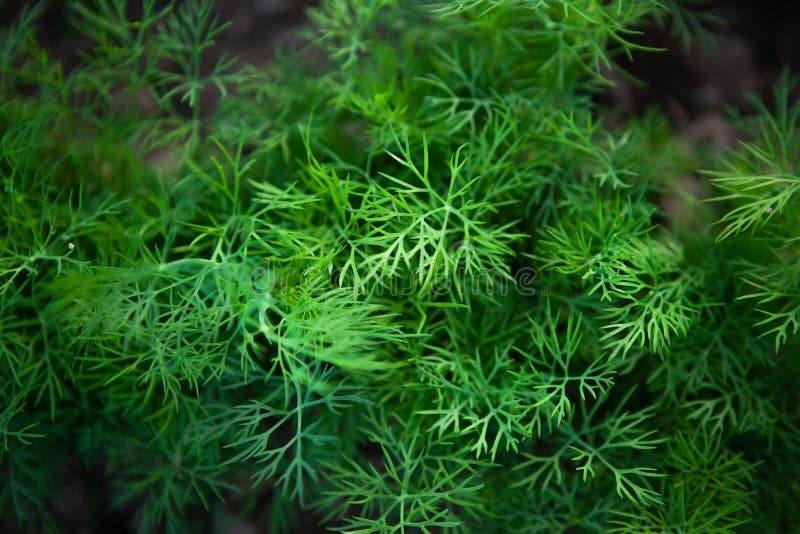 Fresh Young Dill Growing in Rows on a Vegetable Patch, Top View, Close ...