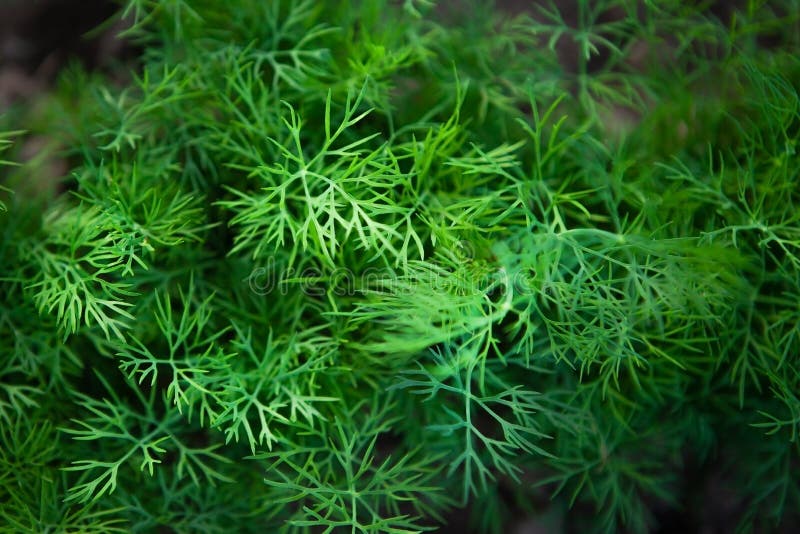 Fresh Young Dill Growing in Rows on a Vegetable Patch, Top View, Close ...