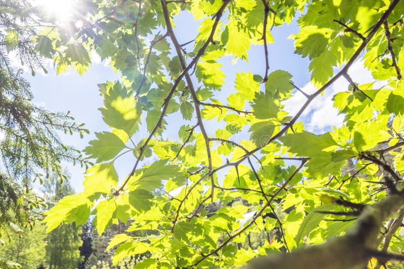 Fresh Young Foliage on Tree in Summer Spring Sunny Day, Rays of Sun ...