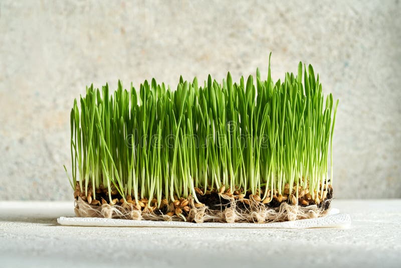 Fresh Young Green Barley Grass Stock Photo - Image of green, blade ...