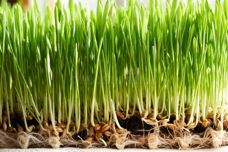 Fresh Young Green Barley Grass Growing in Soil, Closeup Stock Image ...