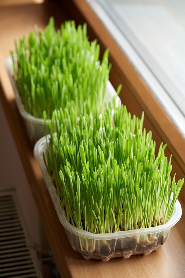 Fresh Young Green Barley Grass Growing in Soil on the Windowsill Stock ...