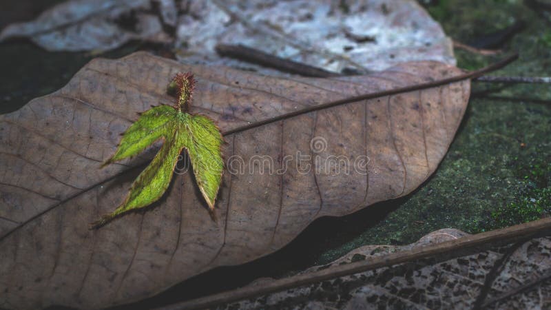 Fallen Leaf, Change Concept Stock Photo - Image of balance, nature ...