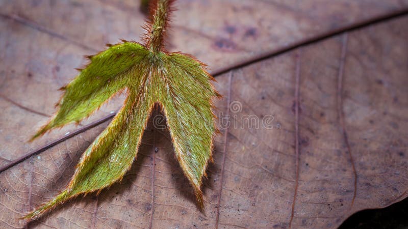 Fallen Leaf, Change Concept Stock Photo - Image of gloomy, concept ...