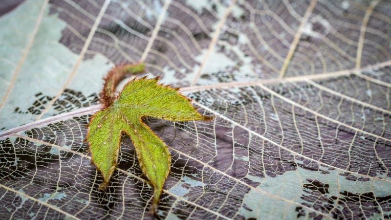 Fallen Leaf, Change Concept Stock Image - Image of leaf, green: 101143569