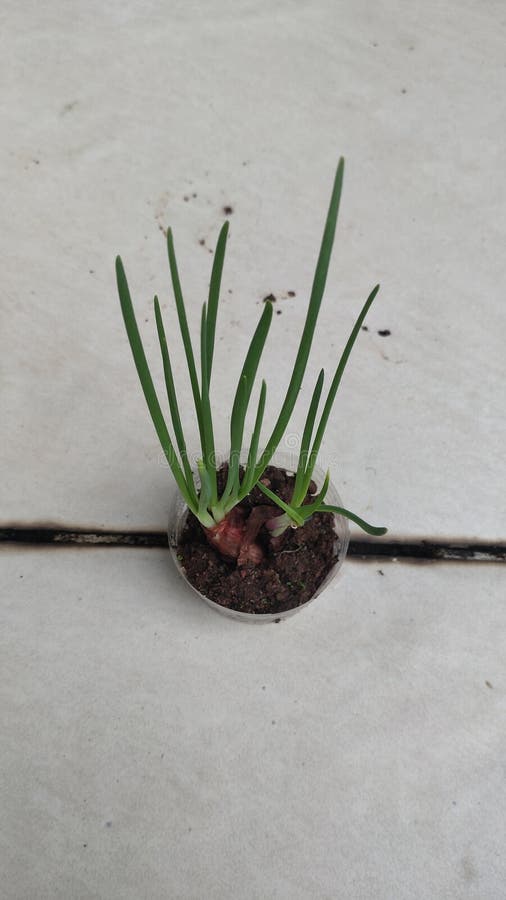 Fresh Young Green Onions Grow on a Mini Pot Stock Photo - Image of ...