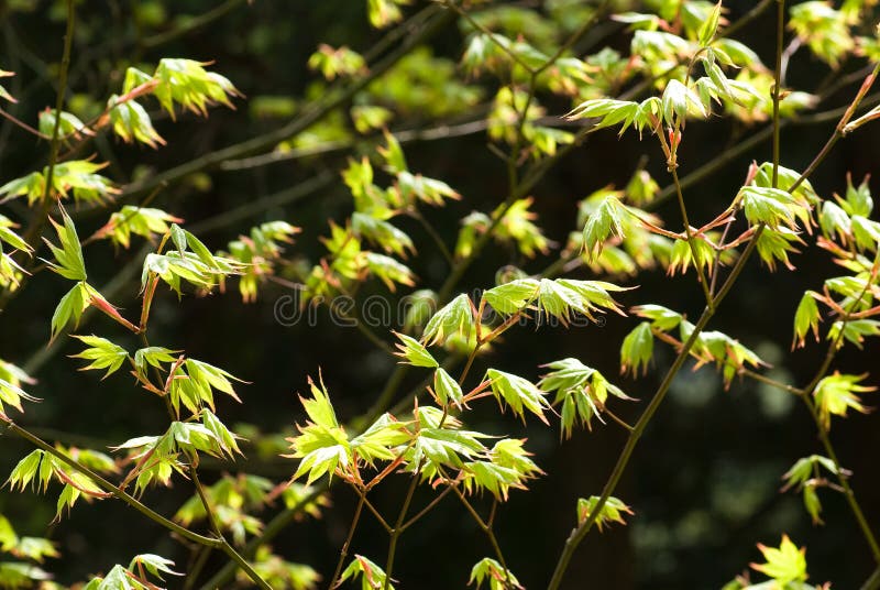 Tamarack or American Larch stock photo. Image of laricina - 1353238