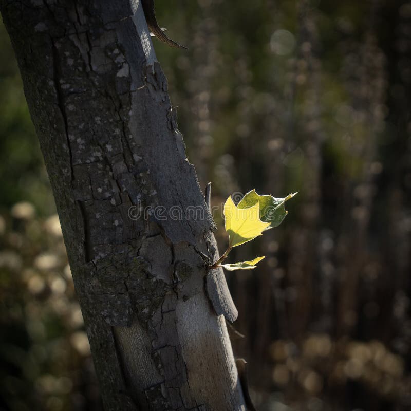 Fresh Young Leaves Grow from a Tree Trunk Stock Photo - Image of young ...