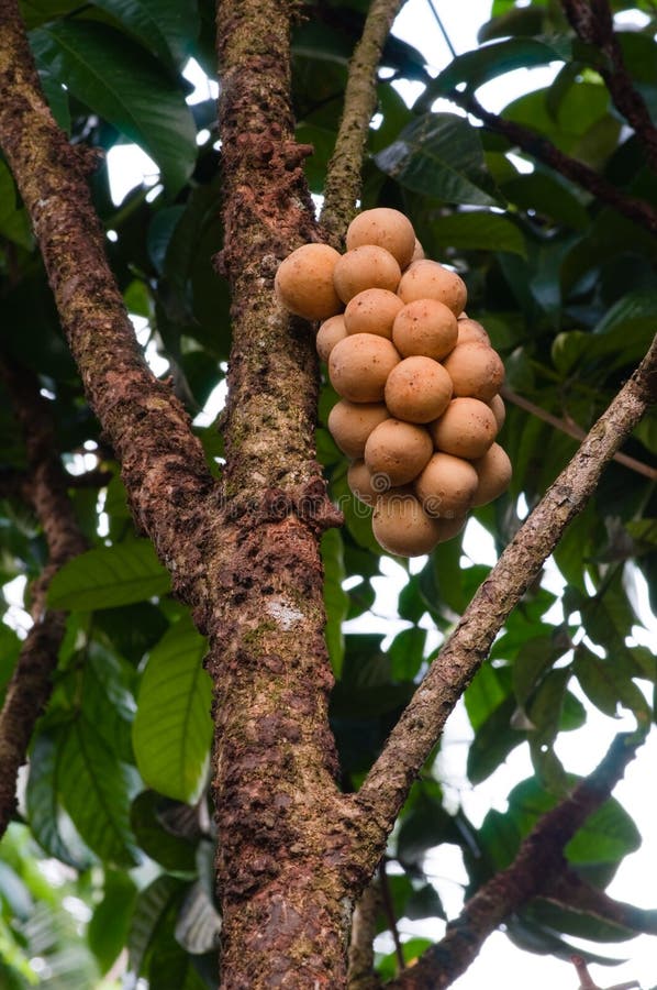 Fresh young Longkong stock photo. Image of longong, kong - 25624190