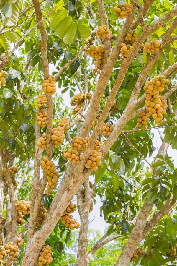 Fresh young Longkong stock image. Image of langseh, sweet - 31091825