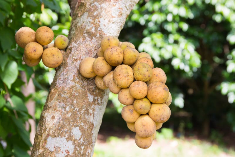 Fresh young Longkong stock image. Image of natural, long - 31091875