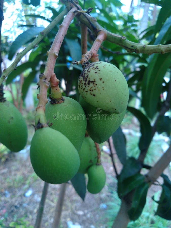 Fresh Young Mangoes, Straight from the Tree Stock Photo - Image of ...