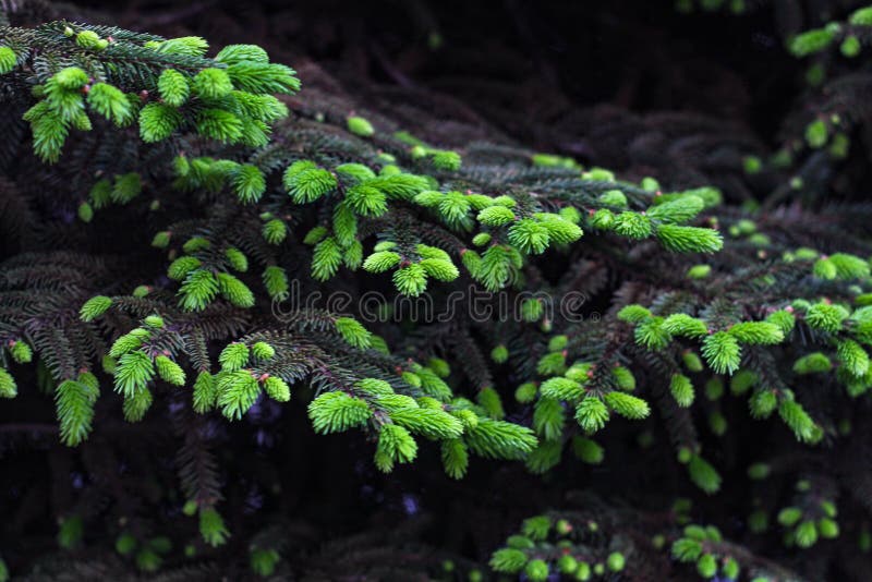 Fresh Young Needles of a Spruce Tree Stock Image - Image of environment ...