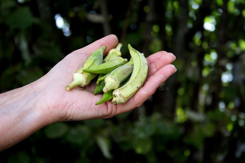 Fresh Young Okra on a Woman Hand Stock Image - Image of ingredient ...