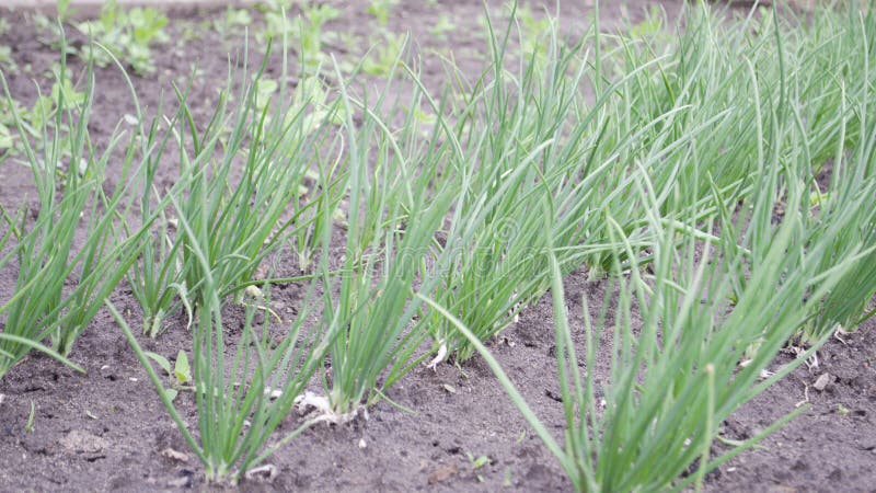 Fresh Young Onions. Onions in the Garden in Rows. Drip Irrigation Stock ...