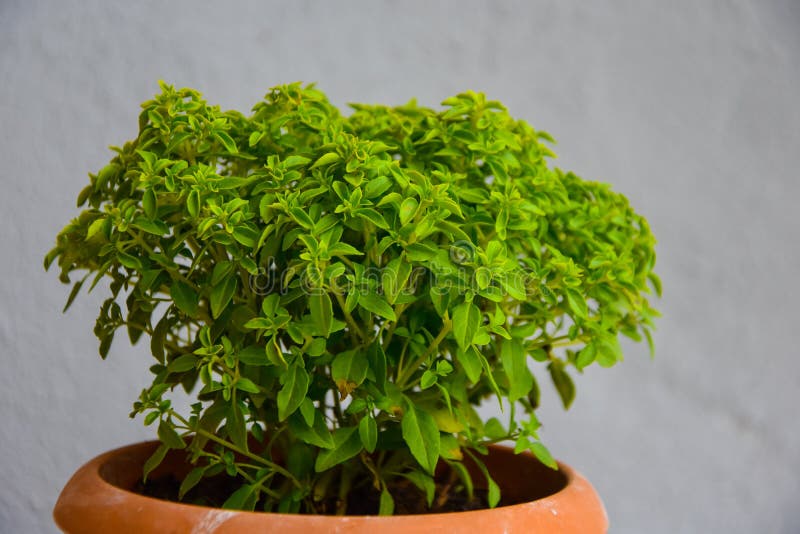 Fresh, Young Small- Leaved Basil Stock Photo - Image of green, fresh ...