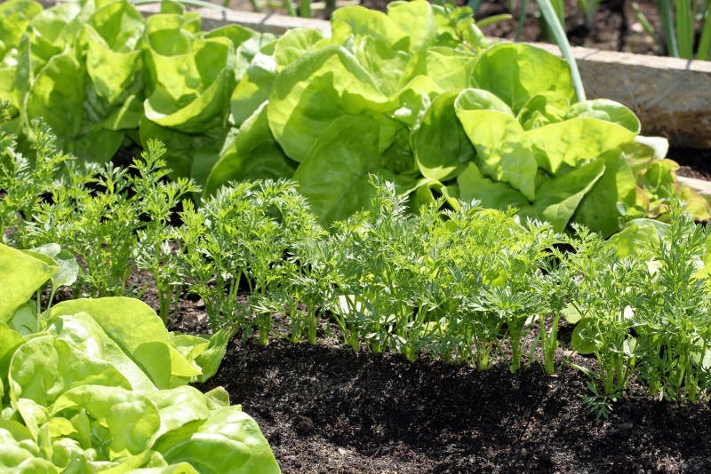 Fresh Young Spring Carrots Grow on a Garden Bed Stock Image - Image of ...