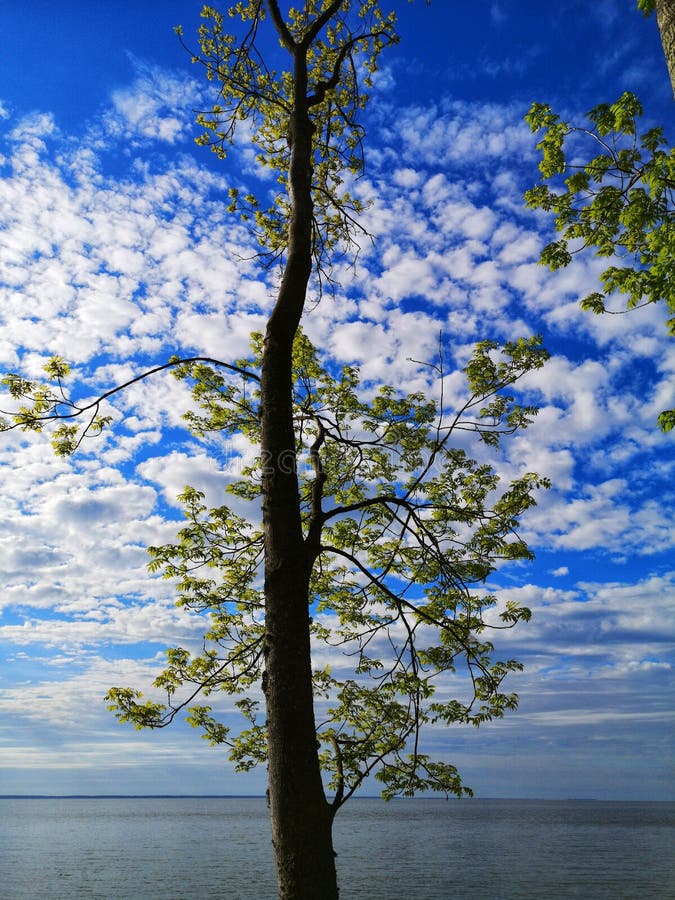 Fresh Young Spring Leaves on Tree and Sea Water Stock Image - Image of ...