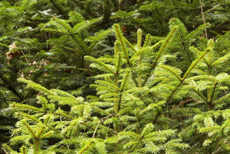 Fresh young spruces stock photo. Image of natural, season - 85784112