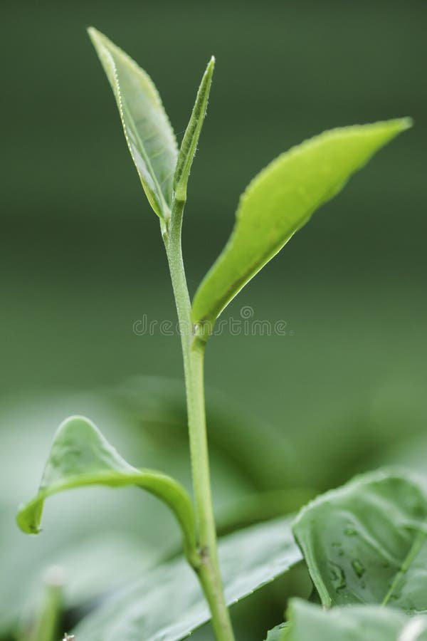 Fresh young tea leaf stock photo. Image of garden, leaf - 34779864
