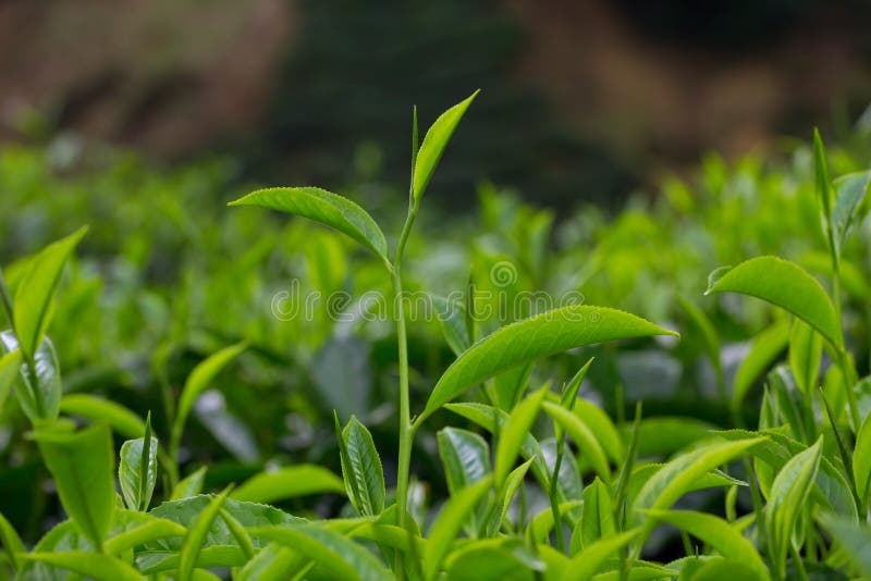 Young tea leaf stock photo. Image of farmland, terrace - 23106366