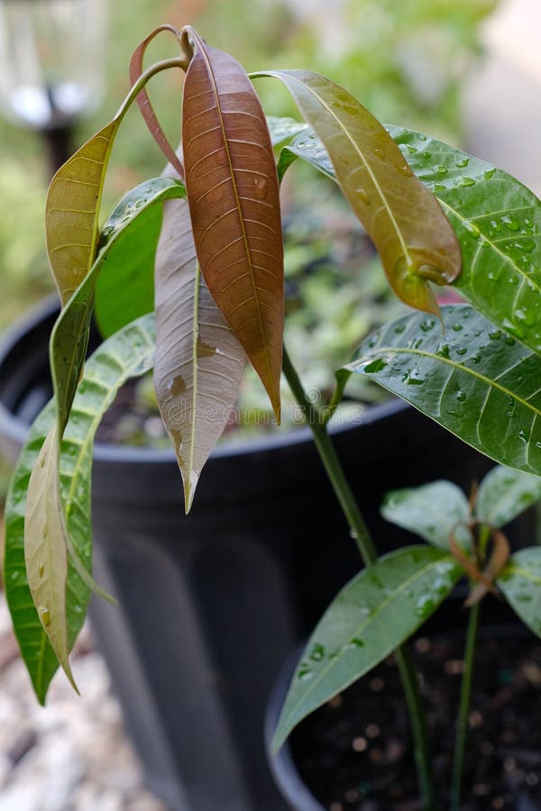 398 Mango Seedling Stock Photos - Free & Royalty-Free Stock Photos from ...