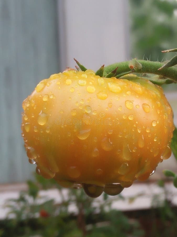 Fresh Young Tomatoes after Rain Stock Image - Image of yellow, citrus ...