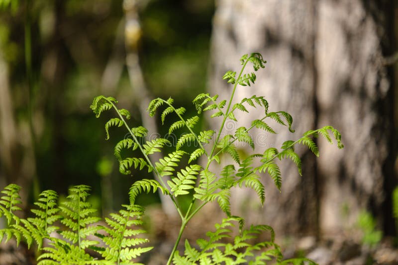 Fresh Young Tree Leaves in Spring Stock Image - Image of garden, lush ...