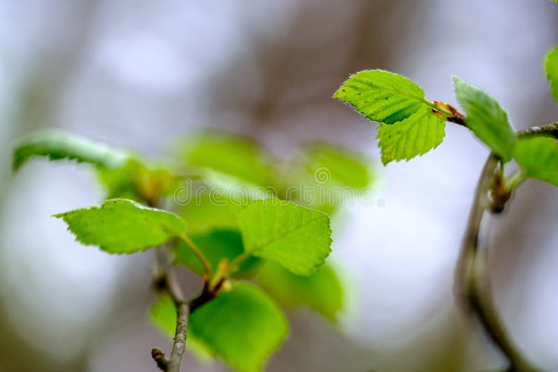 Fresh Young Tree Leaves in Spring Stock Image - Image of garden, nature ...