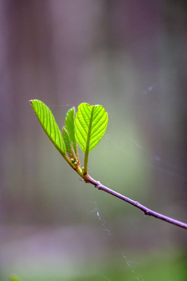 Fresh Young Tree Leaves in Spring Stock Photo - Image of growth, tree ...