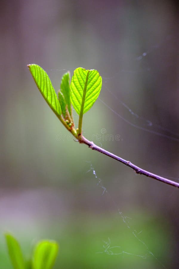 Fresh Young Tree Leaves in Spring Stock Image - Image of bright, fair ...