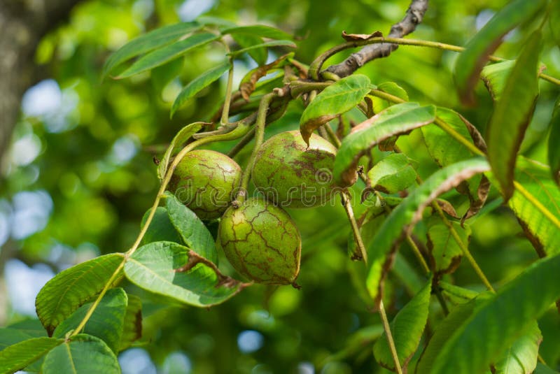 Fresh Young Walnut Fruits on a Tree in the Garden Stock Photo - Image ...