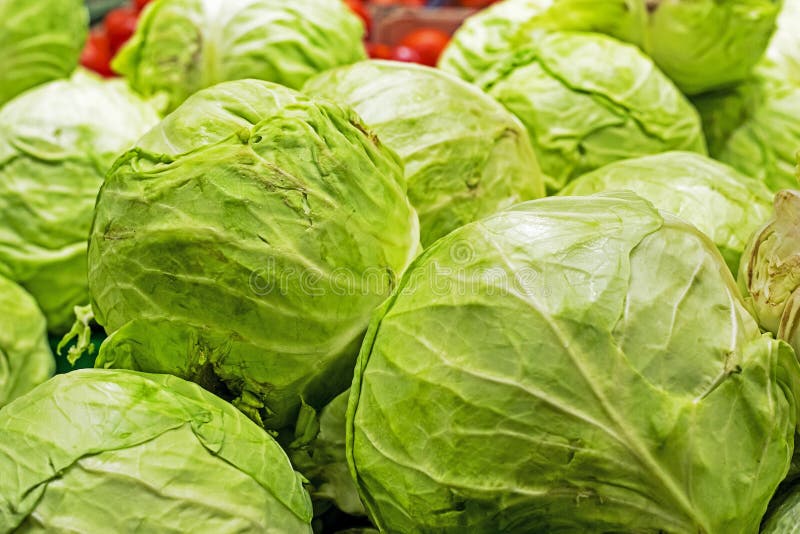 Fresh young white cabbage. stock photo. Image of greenhouse - 283876864