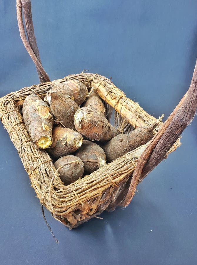 Fresh yuca plants stock photo. Image of produce, trunk - 208417694