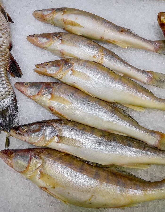 Fresh Zanders Stock Photos - Free & Royalty-Free Stock Photos from ...