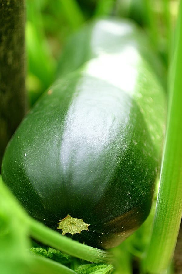 Fresh zucchini stock photo. Image of ingredient, zucchini - 110332274
